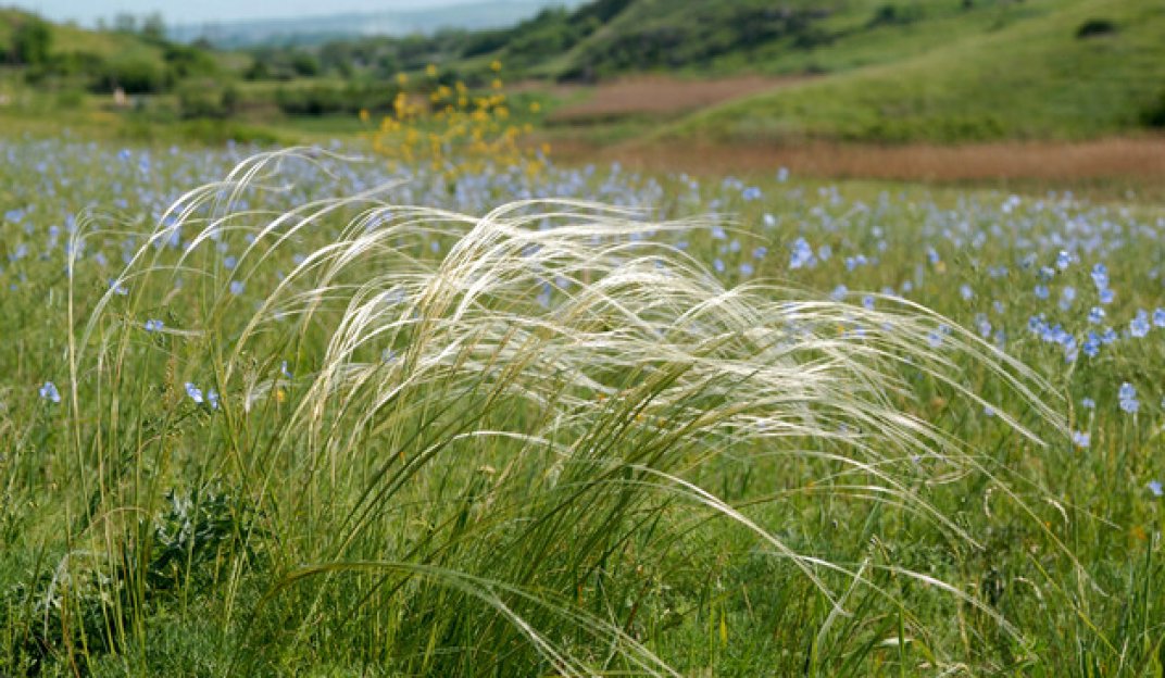 Синие и радужные розы - чудо природы или дело рук мастеров? — Karachun
