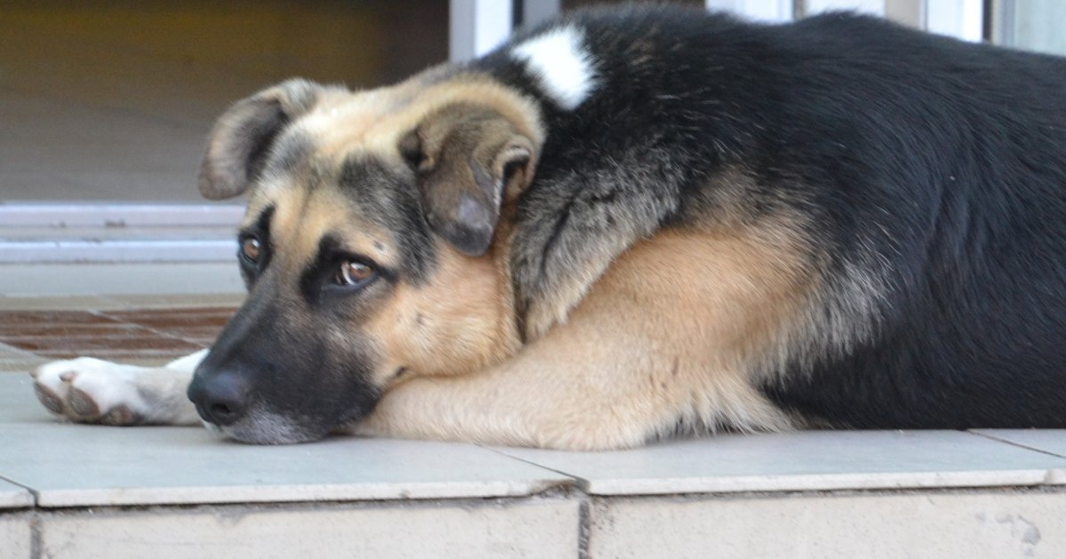 Ничего себе «покупатель»! — Karachun